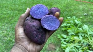 9 Popular Blue and Purple Potato Varieties