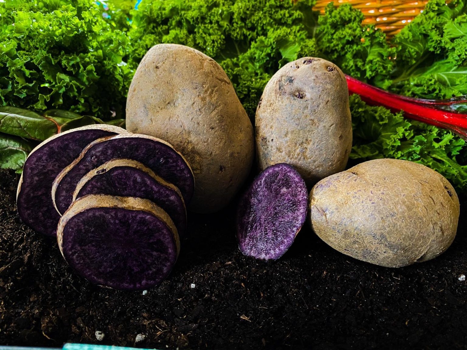 9 Popular Blue and Purple Potato Varieties