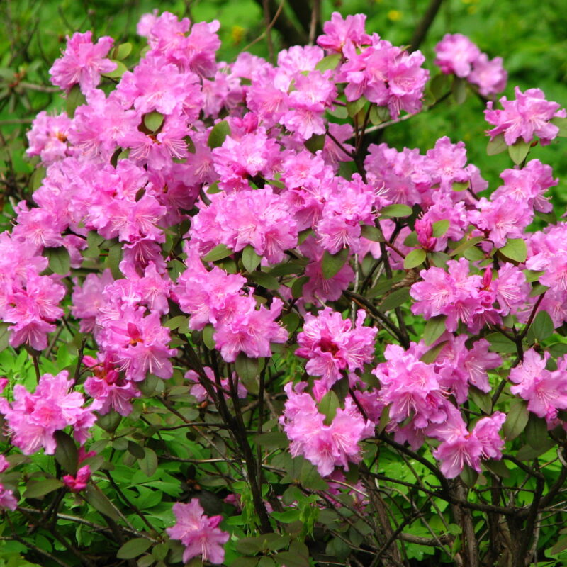 27 Different Types of Shrubs in Indiana