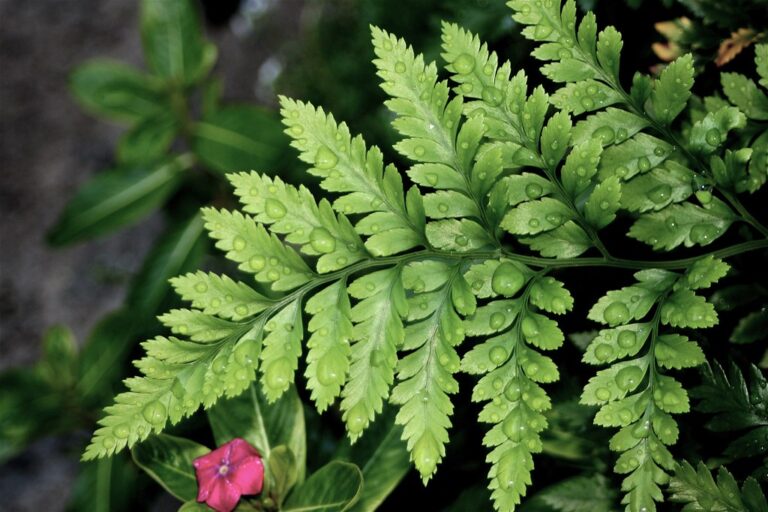 15 Types of Plants Found in Tropical Rainforests