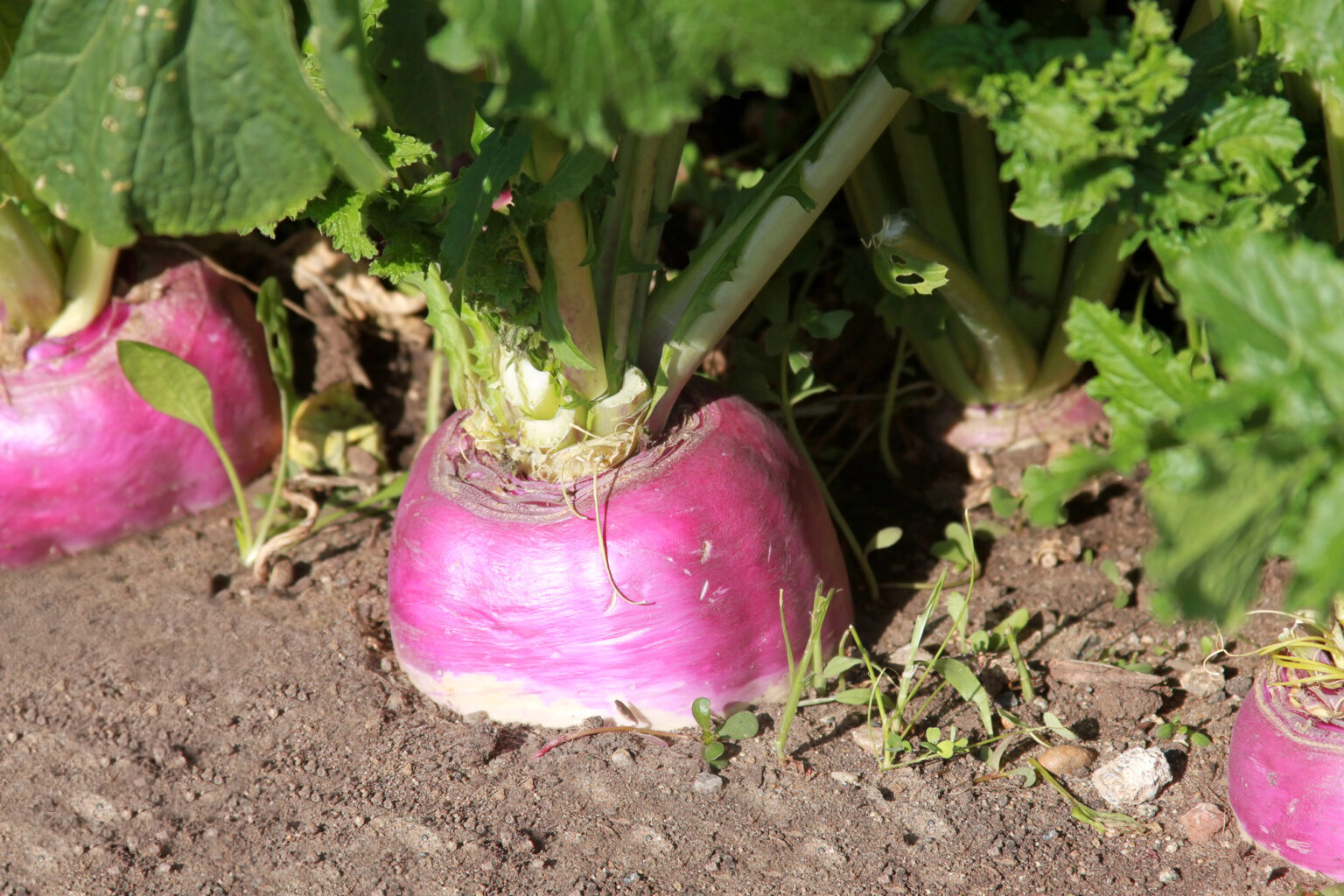 What Vegetables Grow Well in Florida During Winter?