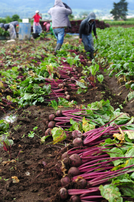 What Vegetables Grow Well in Florida During Winter?