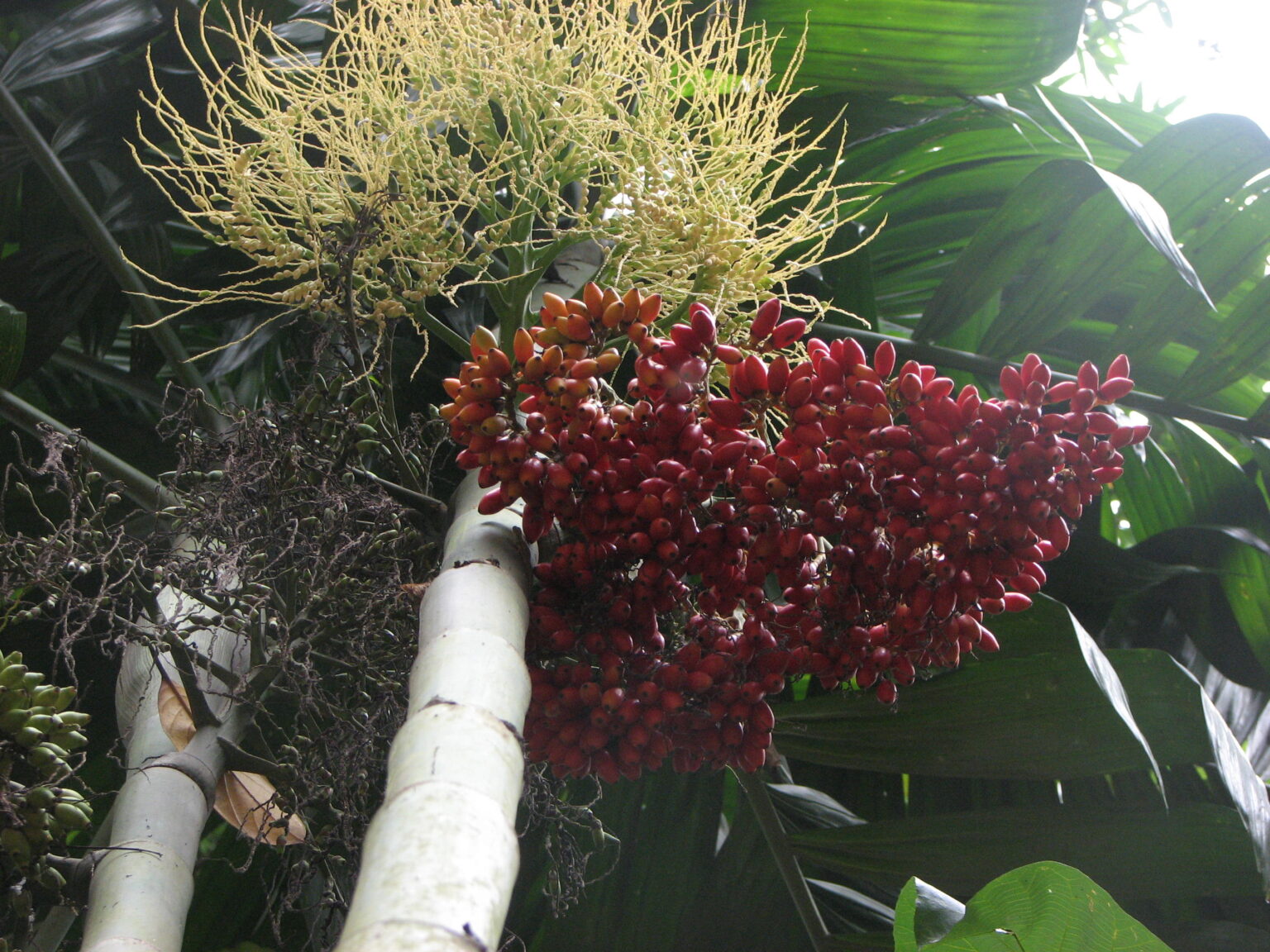 10 Common Palm Trees and the Fruits They Produce