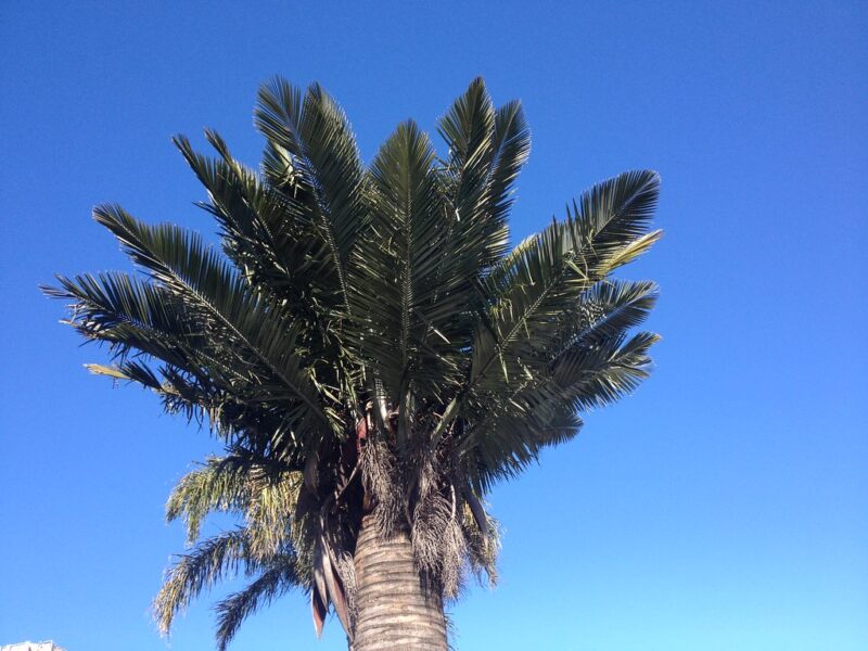 10 Common Palm Trees and the Fruits They Produce