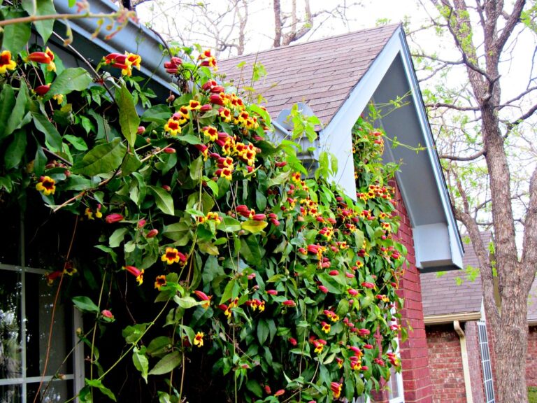 10 Best Vines That Attract Birds to Your Garden