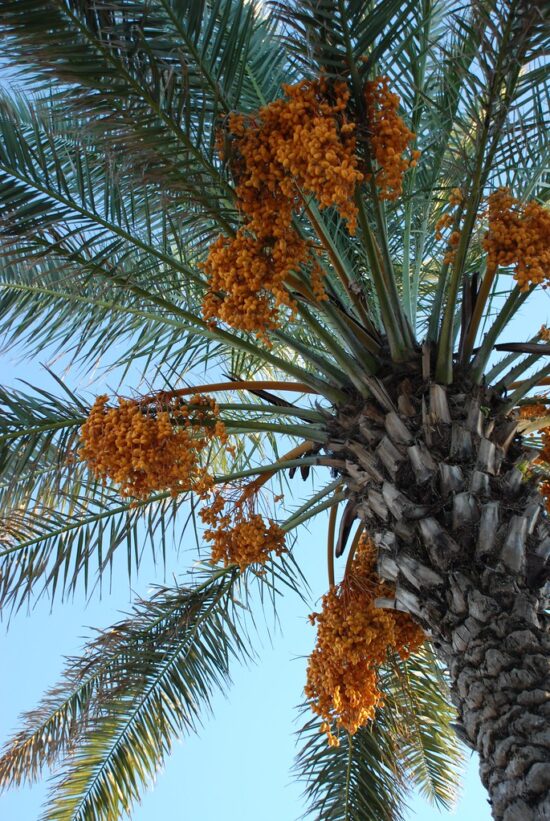 10 Common Palm Trees and the Fruits They Produce