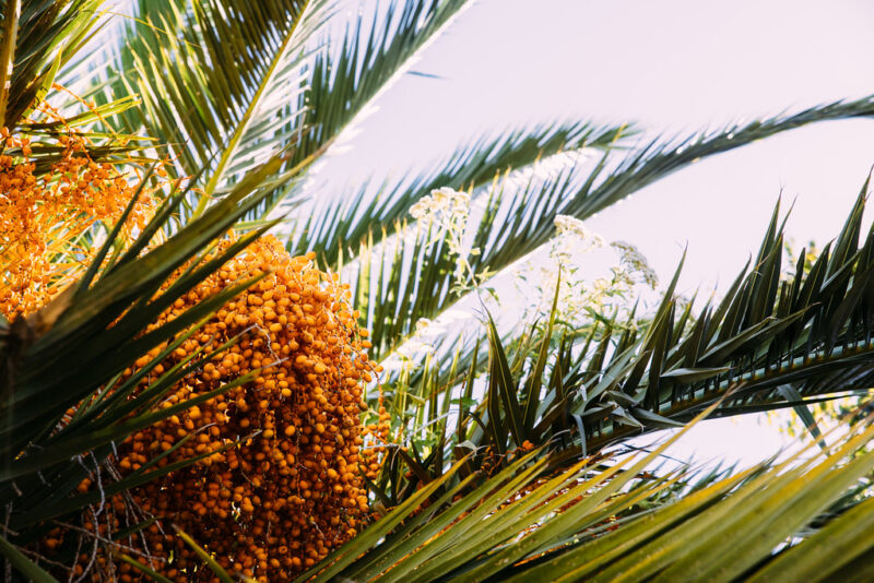 10 Common Palm Trees and the Fruits They Produce