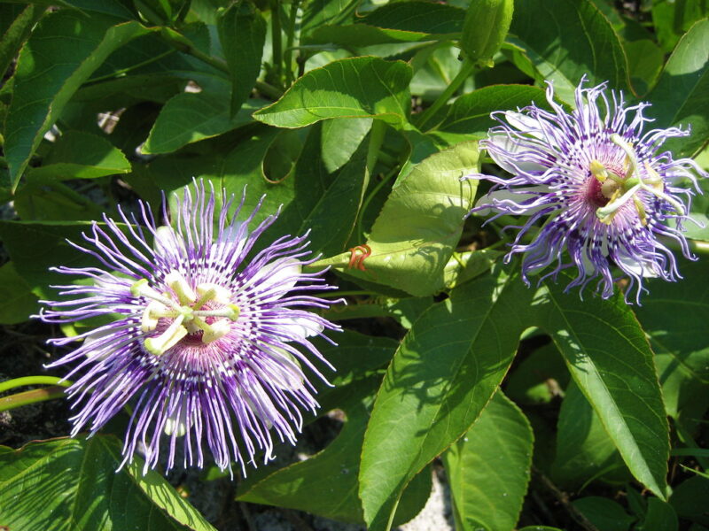 10 Best Vines That Attract Birds to Your Garden