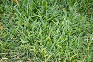 12 Different Types of Grass for the Perfect Lawn