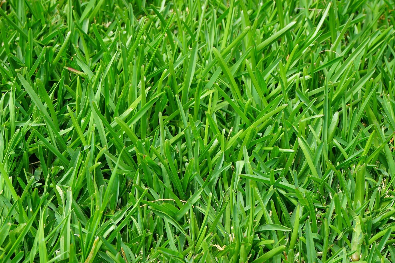 12 Different Types of Grass for the Perfect Lawn