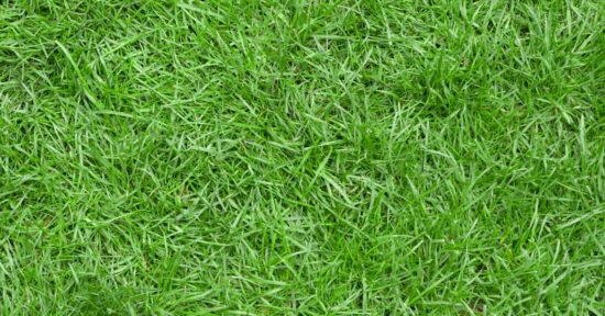 12 Different Types of Grass for the Perfect Lawn