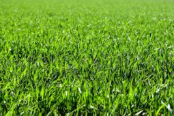 12 Different Types of Grass for the Perfect Lawn