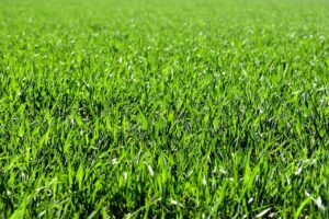 12 Different Types of Grass for the Perfect Lawn