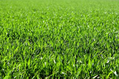 12 Different Types of Grass for the Perfect Lawn
