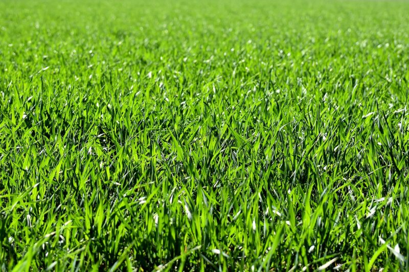 12 Different Types of Grass for the Perfect Lawn