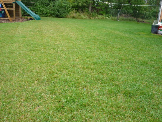 12 Different Types of Grass for the Perfect Lawn