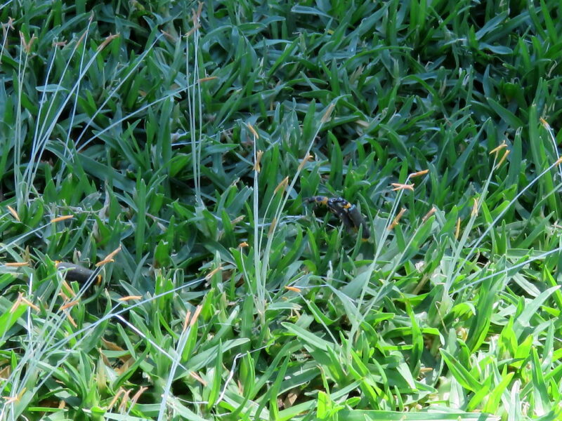 12 Different Types of Grass for the Perfect Lawn