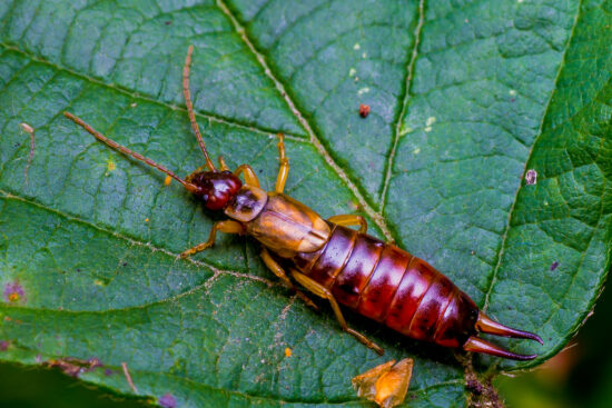 7 Common Earwigs Found Around Your Home