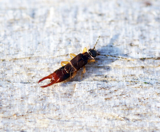 7 Common Earwigs Found Around Your Home
