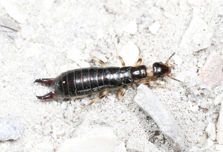 7 Common Earwigs Found Around Your Home