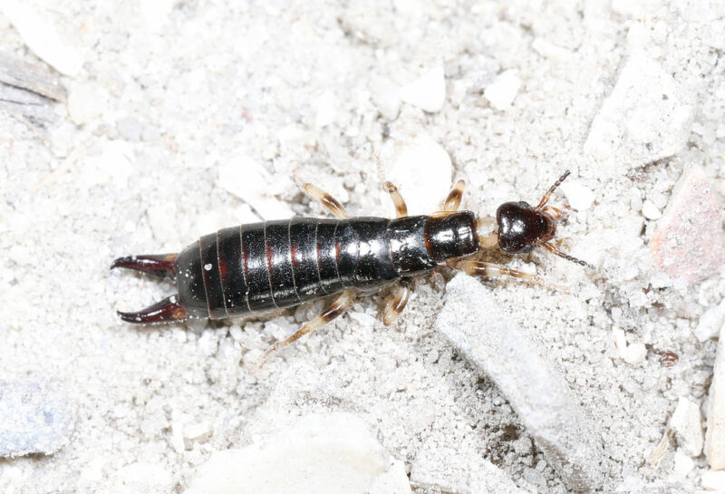 7 Common Earwigs Found Around Your Home