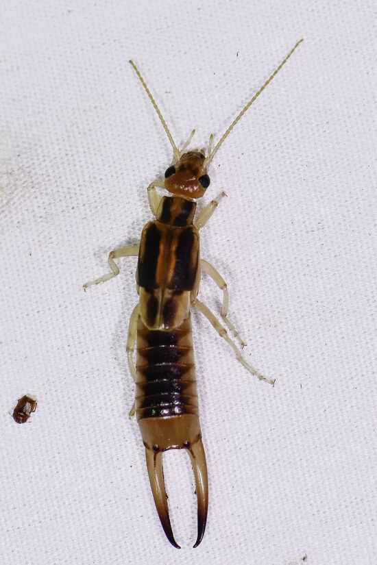 7 Common Earwigs Found Around Your Home